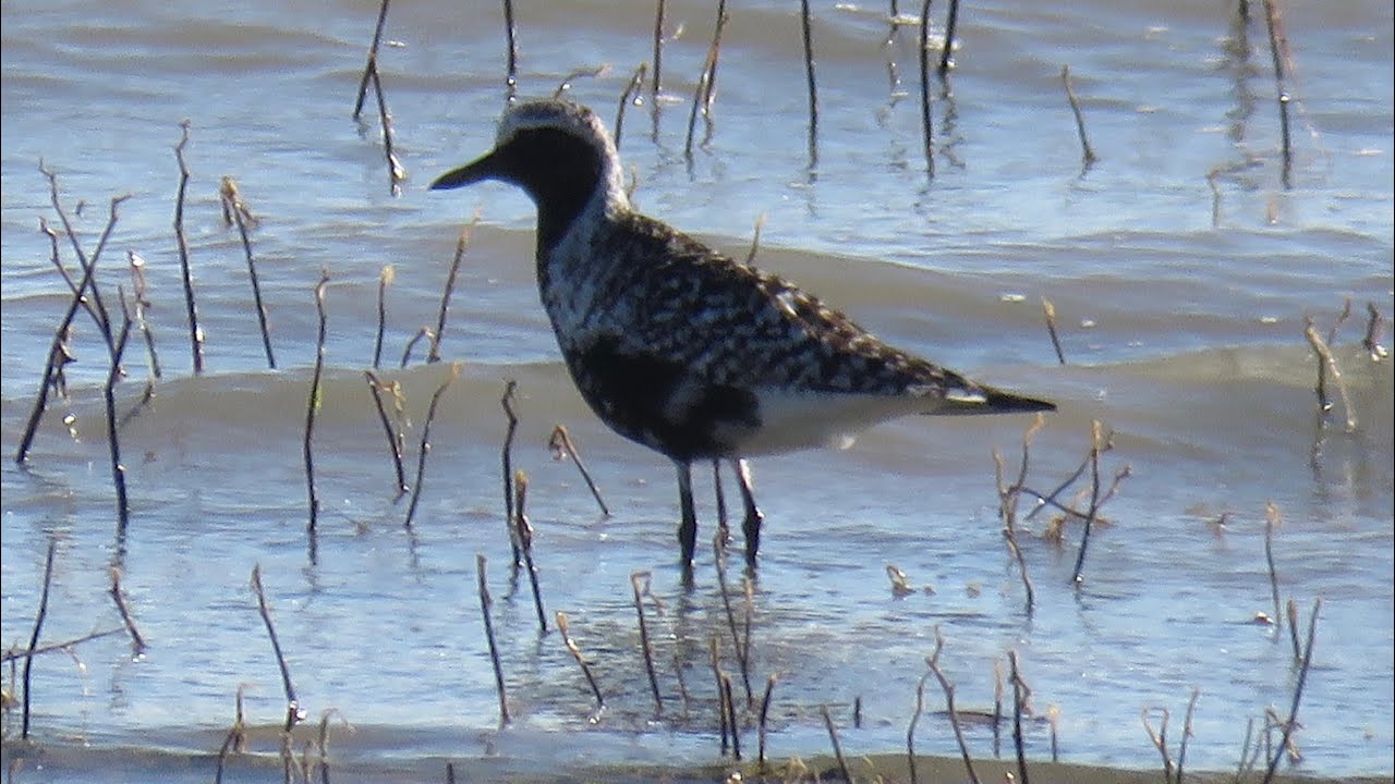 Chorlito gris (Pluvialis squatarola) 13/05/2023 @elanio1972 - YouTube