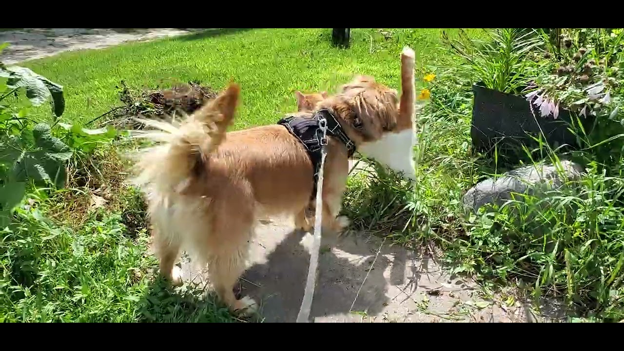 Dog and barn cat meet - YouTube
