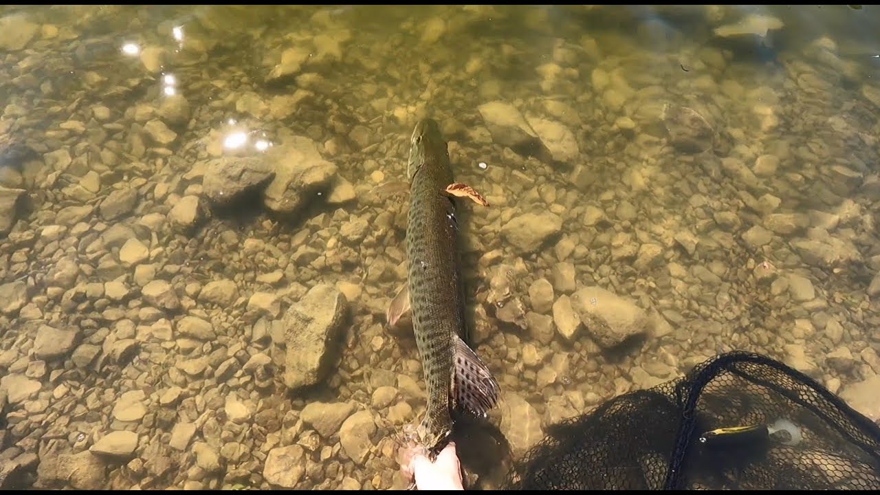 Musky, Gar, Catfish and DNR - Wild Day of Bank Fishing - YouTube
