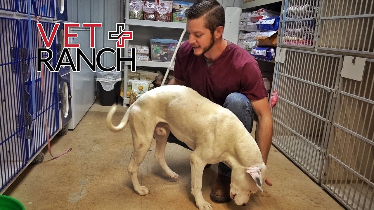 The Happiest Suffering Dog I've Ever Seen - YouTube