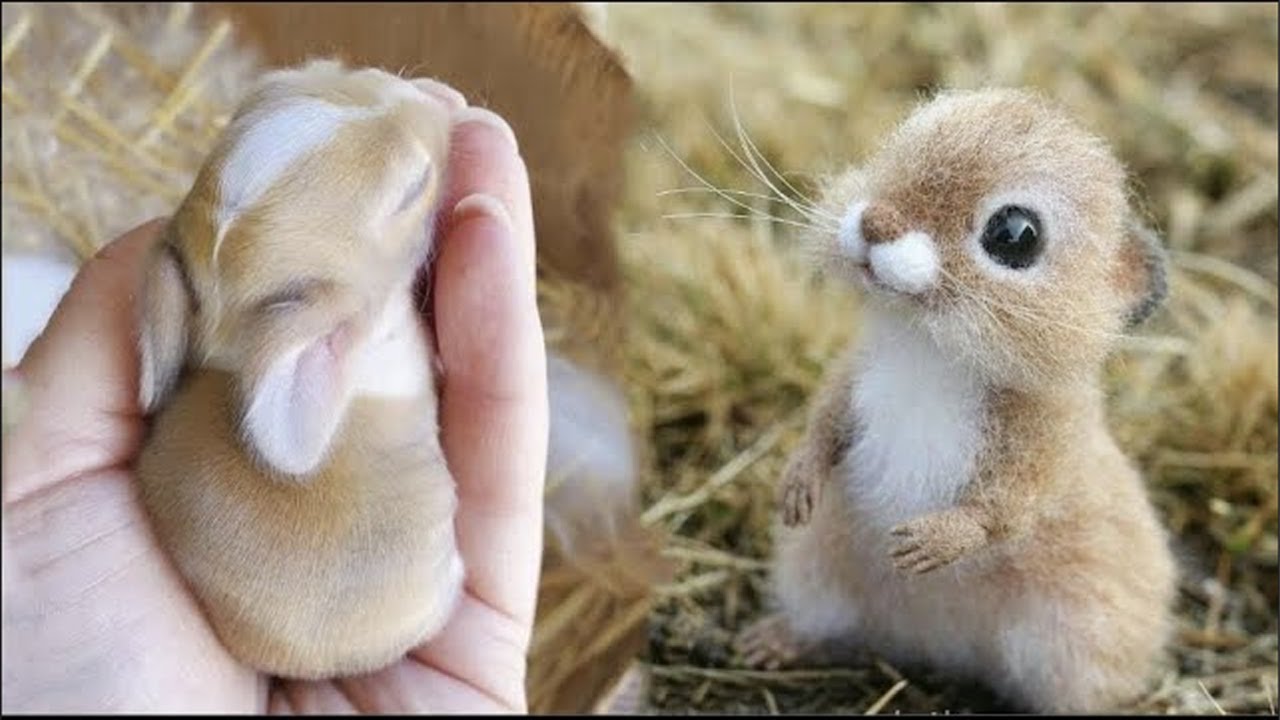AWW Pets So Cute ! Cute Baby Animals 😻🐼🐵🐶 #9 - YouTube