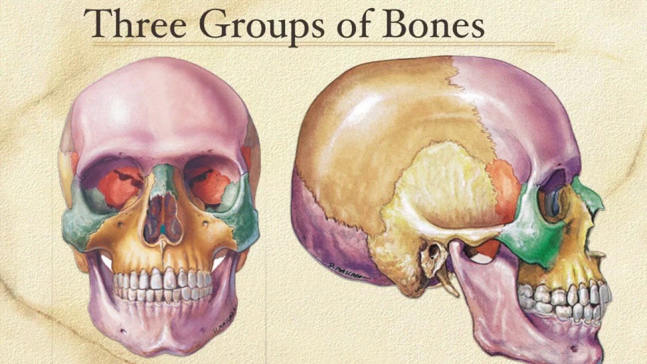 The Skull - An Introduction and Cranium - YouTube