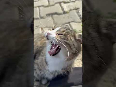 KOMİK Kedi ve Keçi Arkadaşlığı! İzlerken Gülme Garantili O anlar!