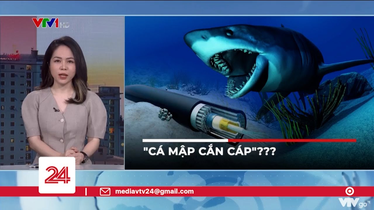 Cá Mập Cắn Cáp Vtv24 Youtube