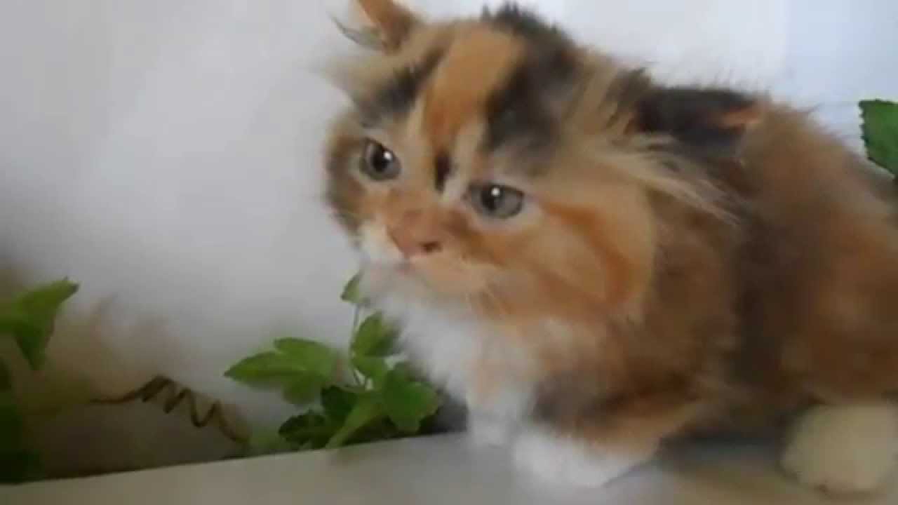 Napoleon kitten growling - Tortitude - YouTube