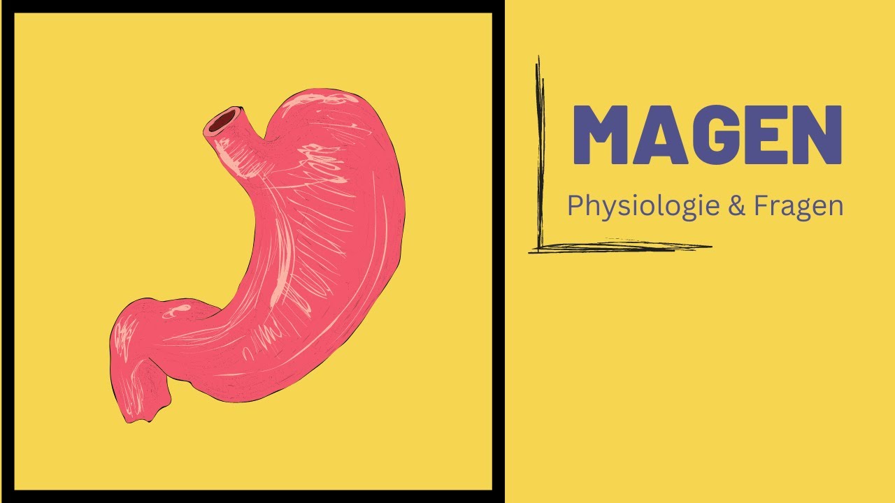 Magenphysiologie & Anatomie - Kann der Magen platzen? - YouTube
