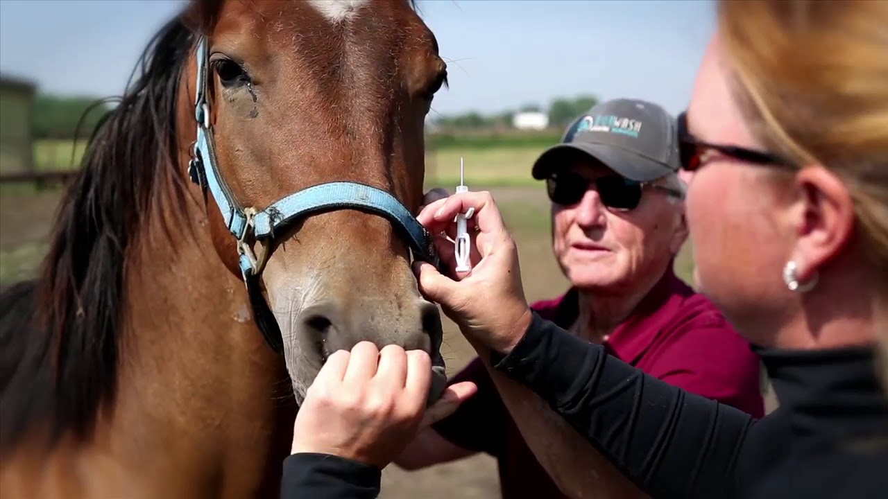 Nasally Implanting Equine - YouTube