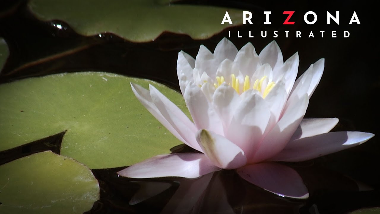 Arizona Illustrated 924 - YUME JAPANESE GARDENS, TWO SPIRIT POWWOW ...