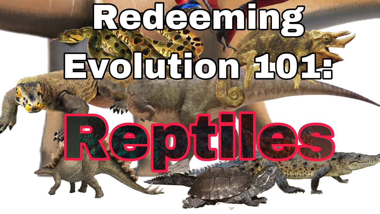 Redeeming Evolution 101: Reptiles - YouTube