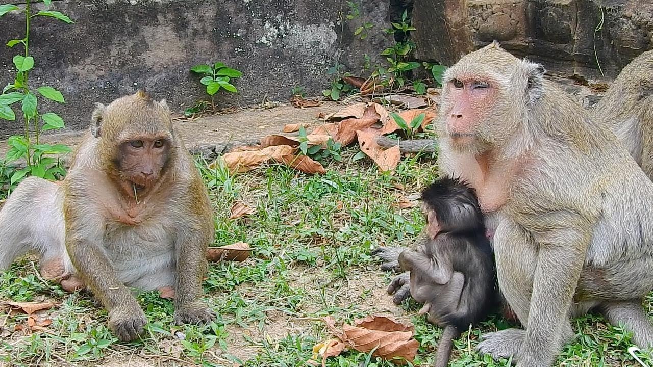 Pitiful Sweet Pea cry loudly request mum Popeye pay attention to him ...