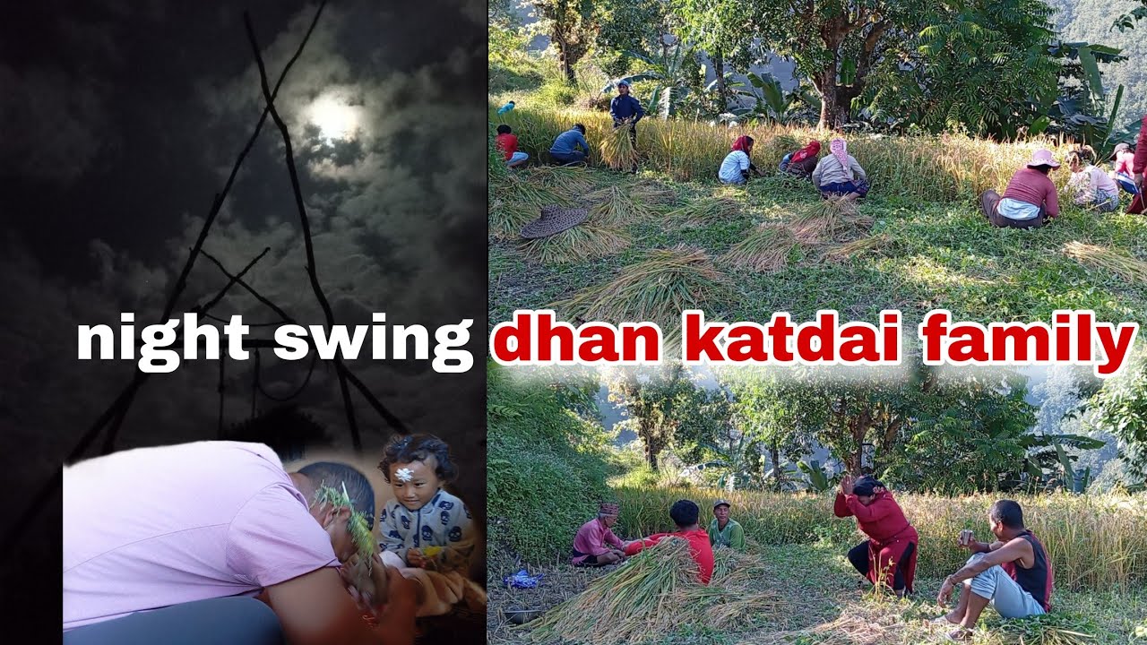 Gau ghar tira 🌾dhan katdai tika laudai xu hai Maya♥️! with family.Rati ...