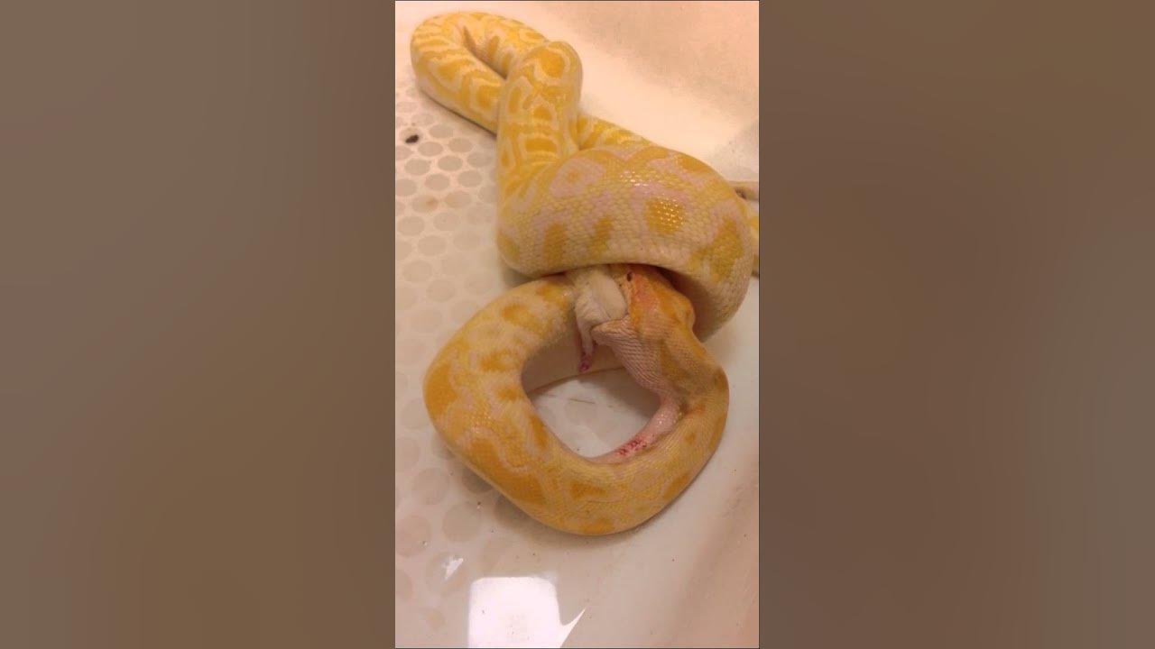 Albino Burmese Python Eating a Rat (viewer discretion advised) - YouTube