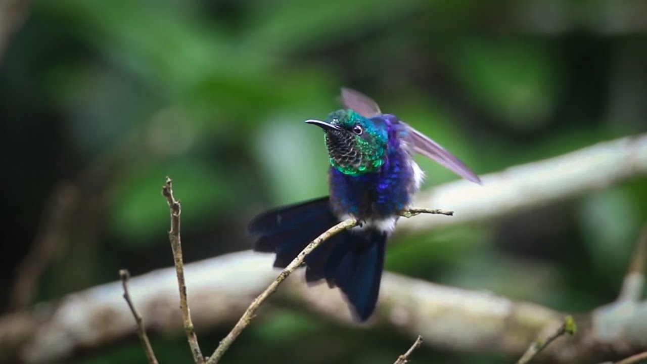 Birds of peruvian amazon - wildlife filmmaker - YouTube