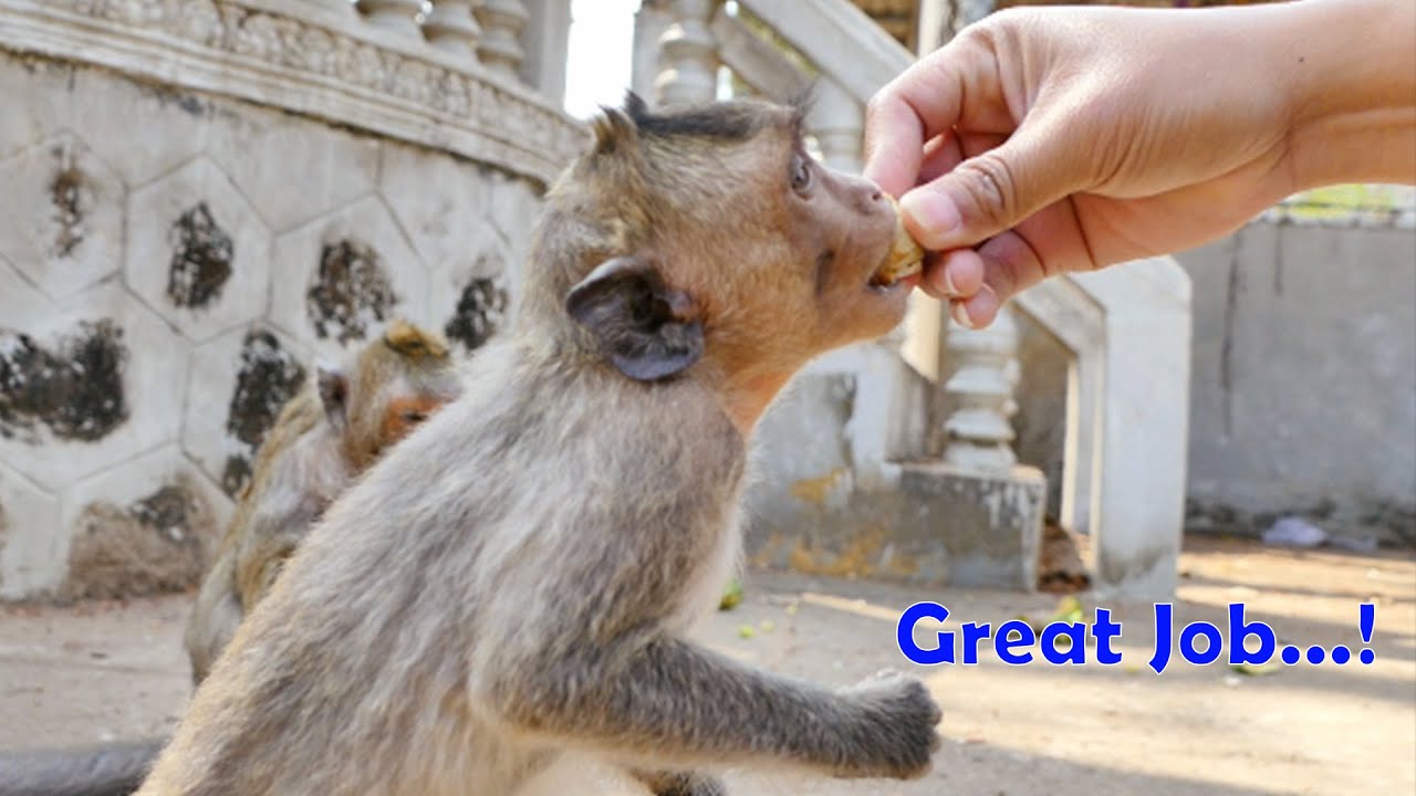Boy Monkey Martin Can't Separate From Malida / He Lives With Malida ...