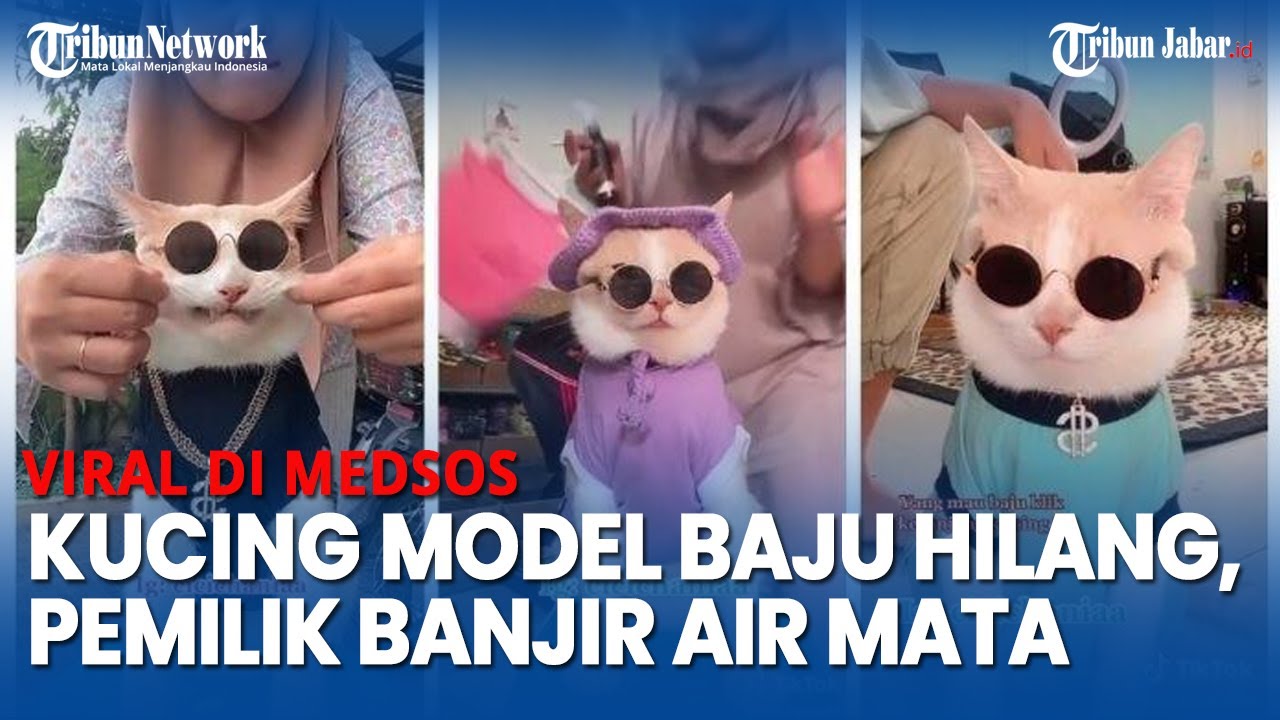 Kucing Viral di TikTok yang Sering Jadi Model Baju Hilang, Pemilik ...
