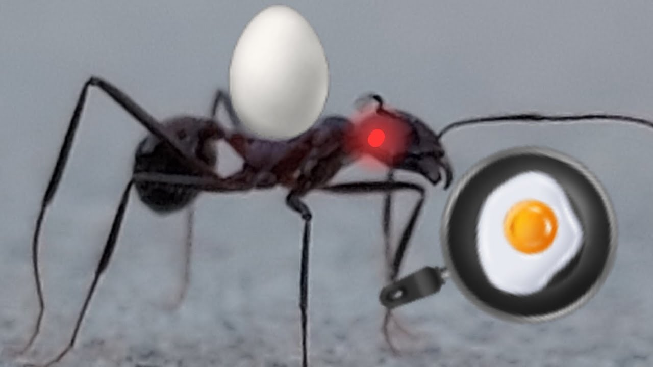 Long legged ants and their babies - YouTube