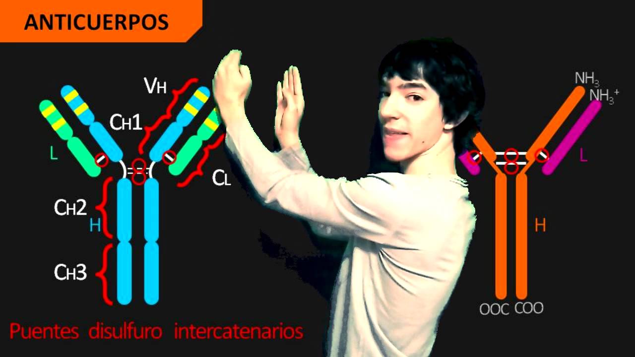 Anticuerpos (Estructura) - YouTube