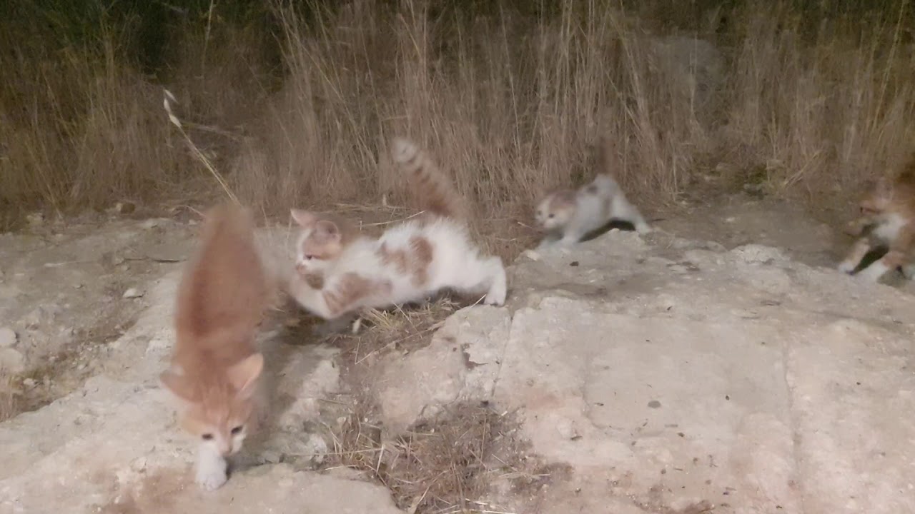 cute active kittens with a calm mother cat اضحك مع القطط - YouTube