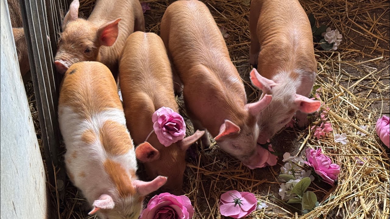Farrowing Pigs Off to a Good Start - YouTube