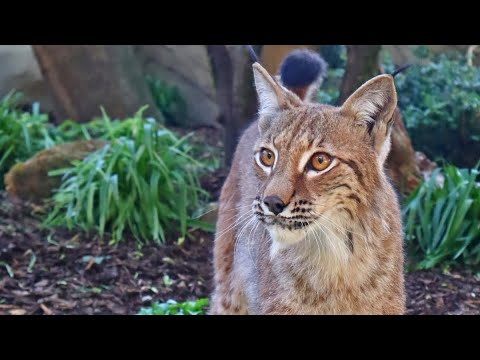 Inside our quarter of a million pound Eurasian Lynx enclosure - YouTube
