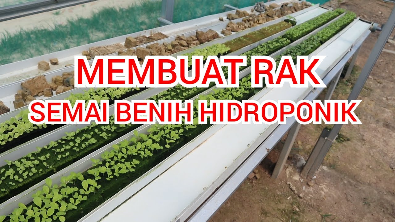 MEMBUAT RAK SEMAI BENIH HIDROPONIK MODAL KECIL - YouTube