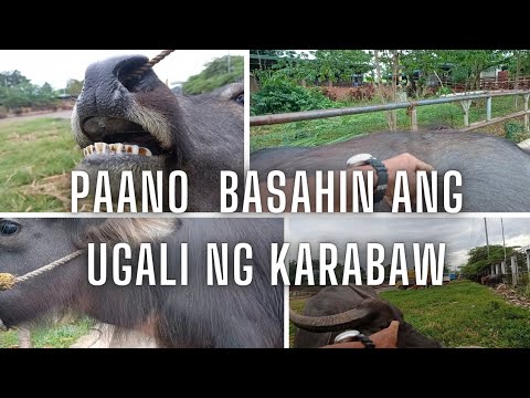Mga palatandaan sa pagpili ng karabaw. - YouTube