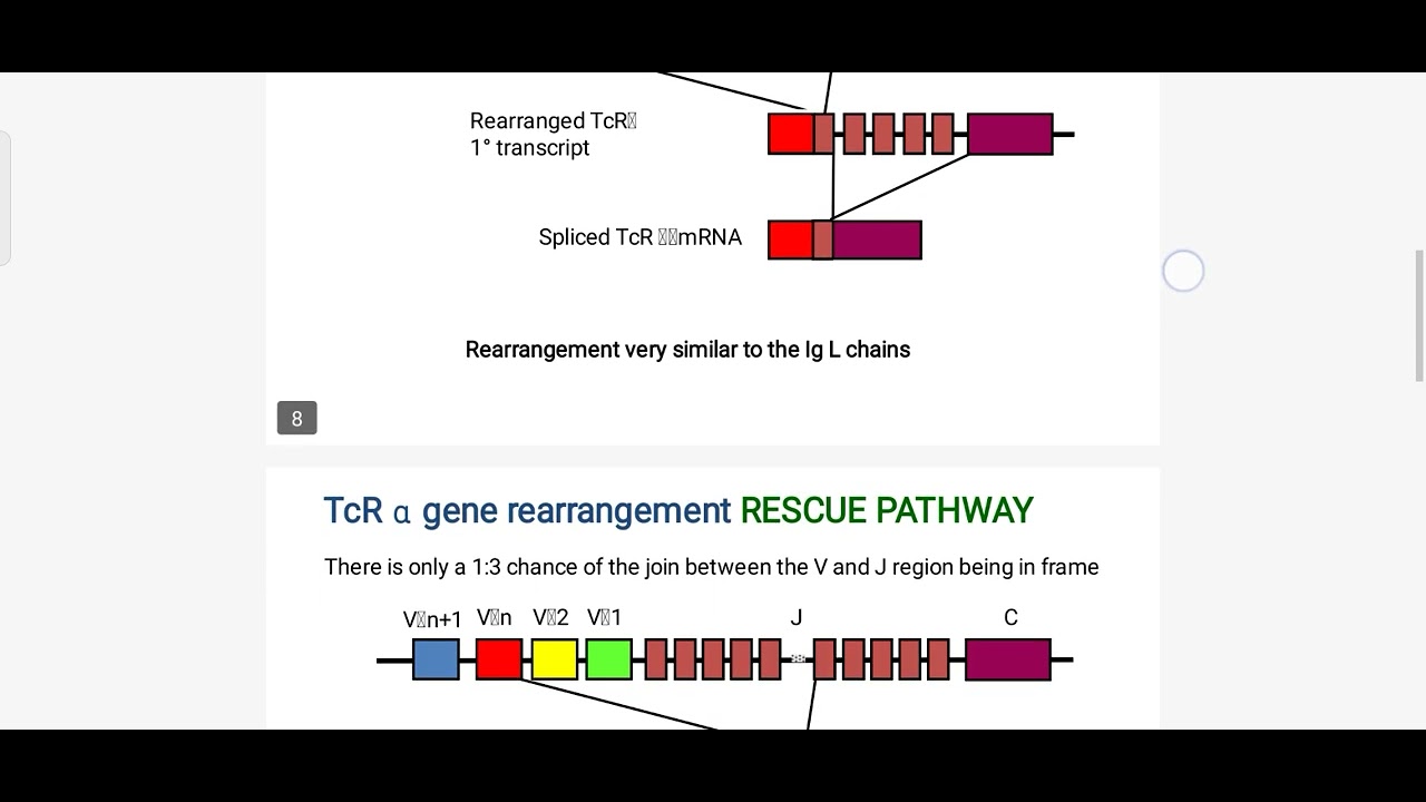 TCR Gene Rearrangement Mr C Ganapathy - YouTube