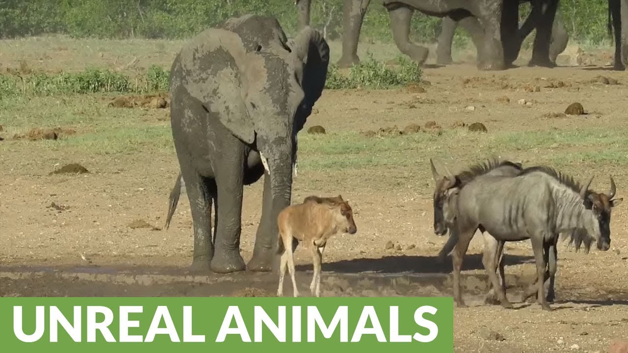 Cheeky Elephant chases animals from "his" watering hole - YouTube