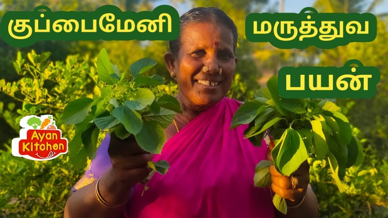 Kuppaimeni Uses In Tamil Kuppaimeni Benefits And Uses In Tamil Ayan kuppaimeni-uses-in-tamil-kuppaimeni-benefits-and-uses-in-tamil-ayan