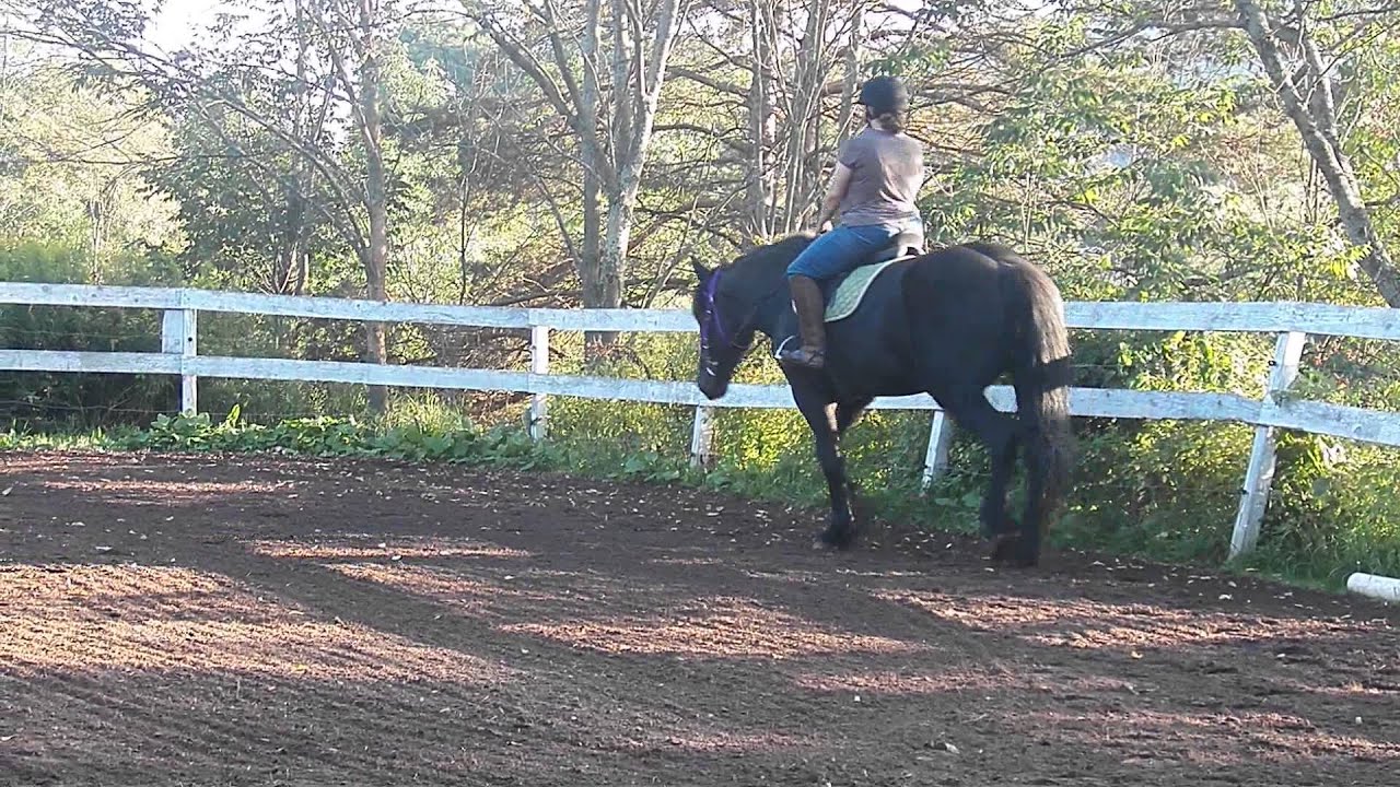 Percheron Draft Mare For Sale - YouTube