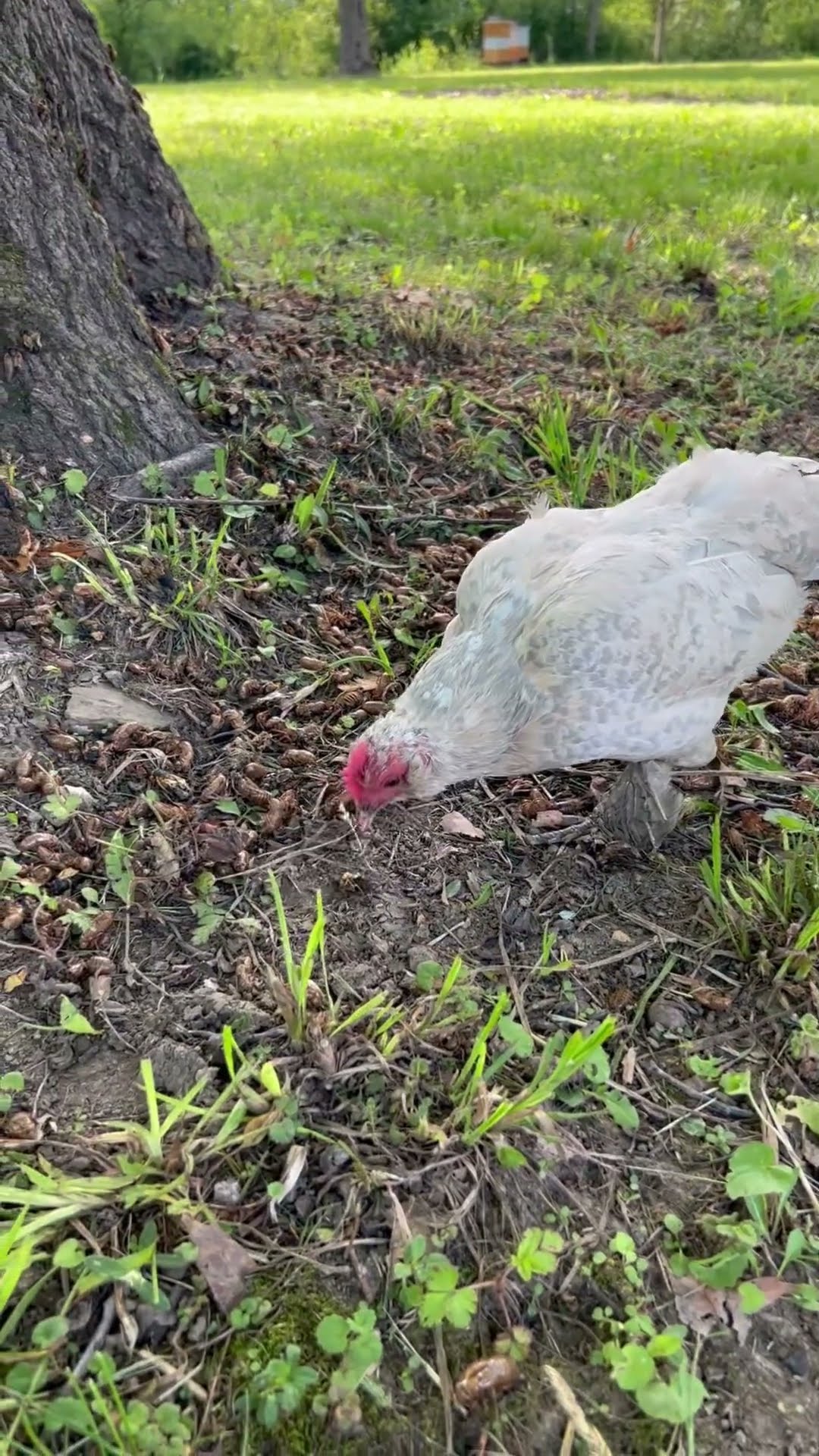 All you can eat cicada buffet is now open 😂🤣😜#chicken #shortvideo # ...