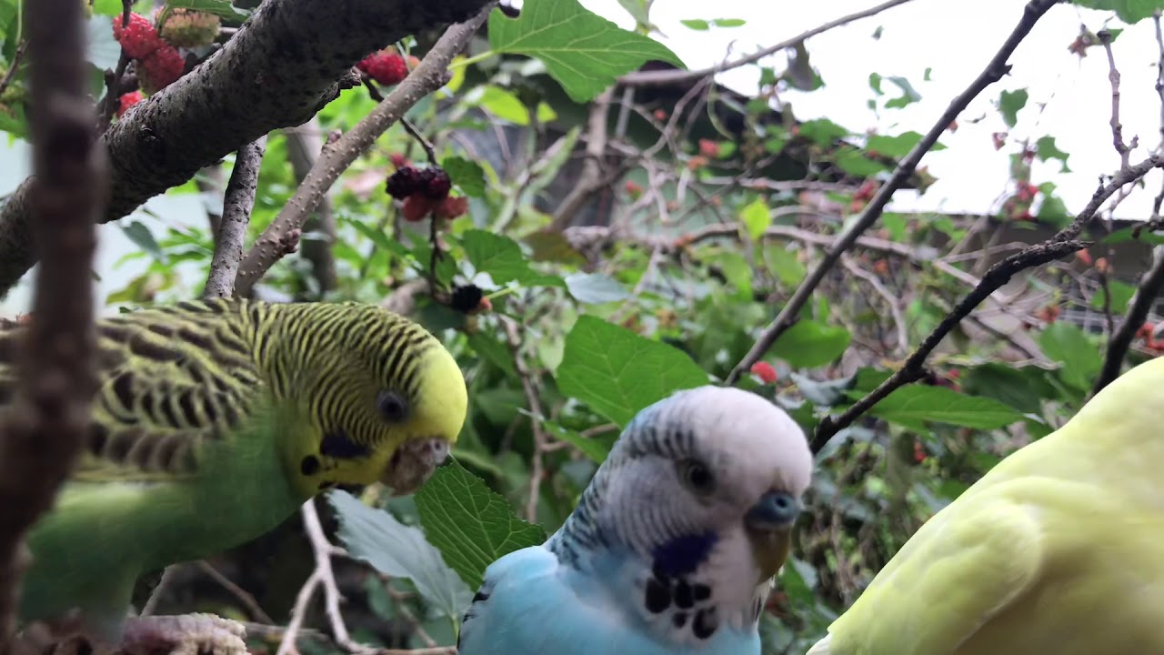 Familia de pericos australianos 🦜 ️ - YouTube