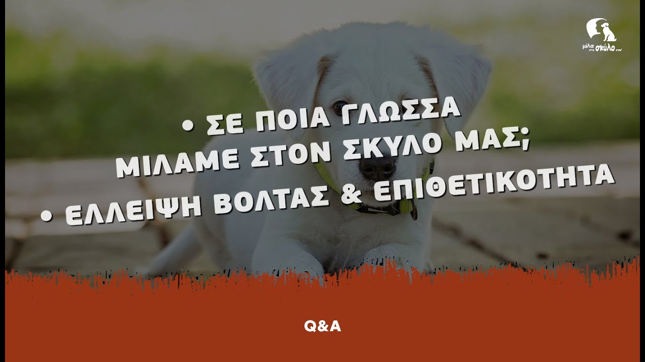Q&A #2 - Σε ποια γλώσσα μιλάμε στον σκύλο μας; Έλλειψη βόλτας και ...