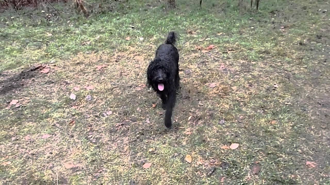 TPSB PSPW #15 JJ, Ruby, Rex - YouTube