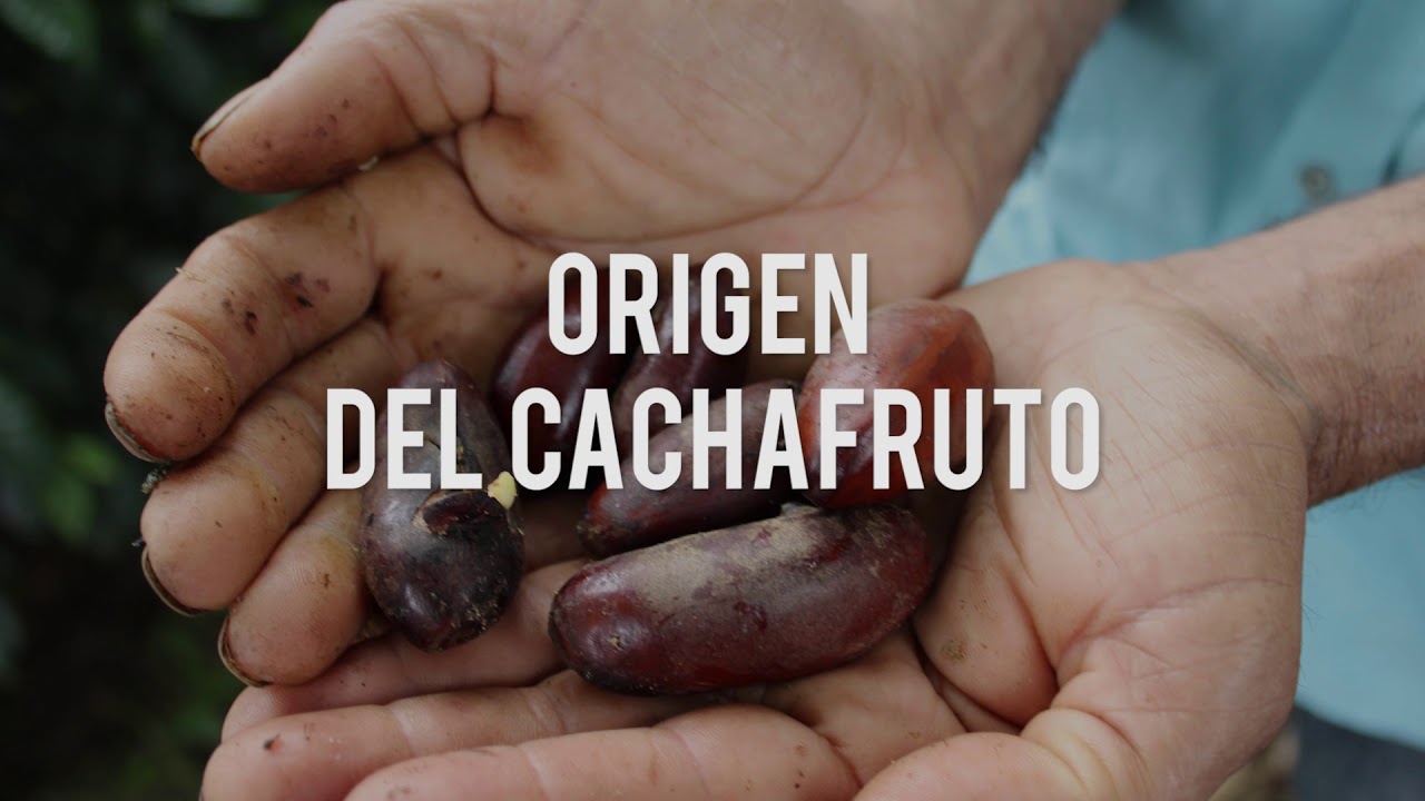 CHACHAFRUTO - YouTube