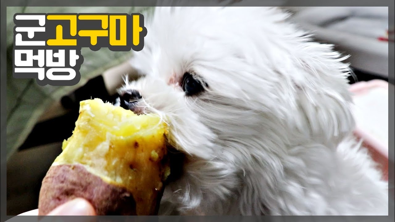 강아지 고구마ㅣ고구마만 보면 환장해요 Youtube