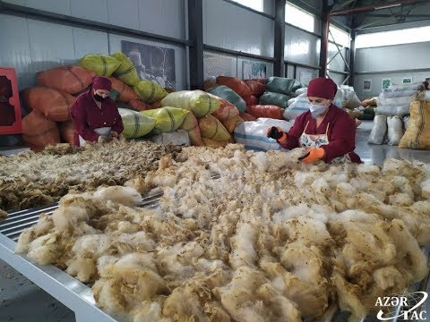 Şabran regional yun və boyaq bitkilərinin tədarükü məntəqəsi ildə 300 ton yun qəbul edəcək