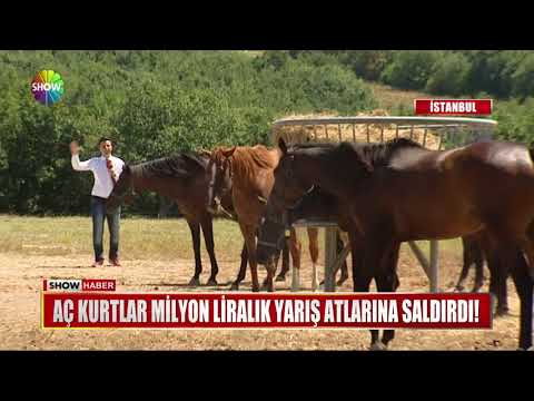 Aç kurtlar Milyon Liralık yarış atlarına saldırdı!