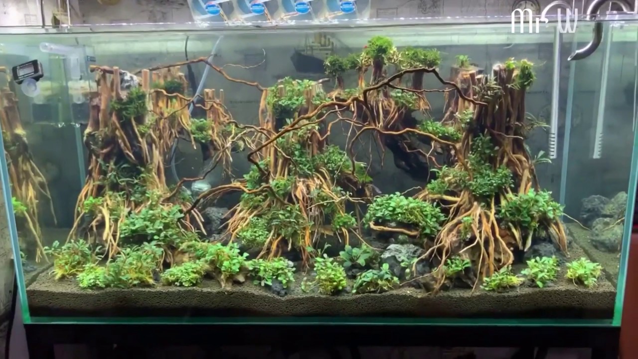 Hoàn thiện hồ thủy sinh 100cm layout rừng bay và Bucep #thuysinh # ...