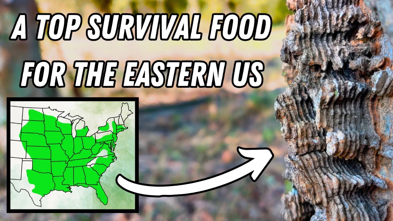 This Layered Bark Indicates a Life-Saving Food Source - YouTube