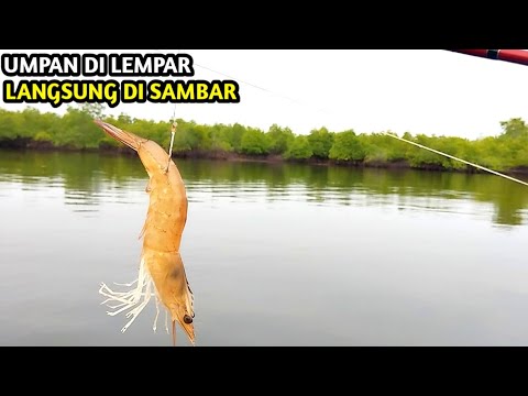 Di Luar Dugaan ..!! Umpan Udang Hidup Turun Langsung Disambar Predator Muara - Mancing Muara ...