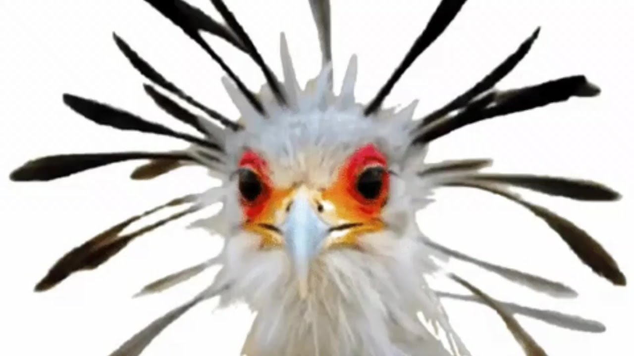 Secretary bird sound - YouTube