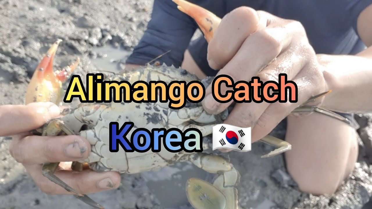 Alimango sa Korea - Pinaka Unang huli - YouTube