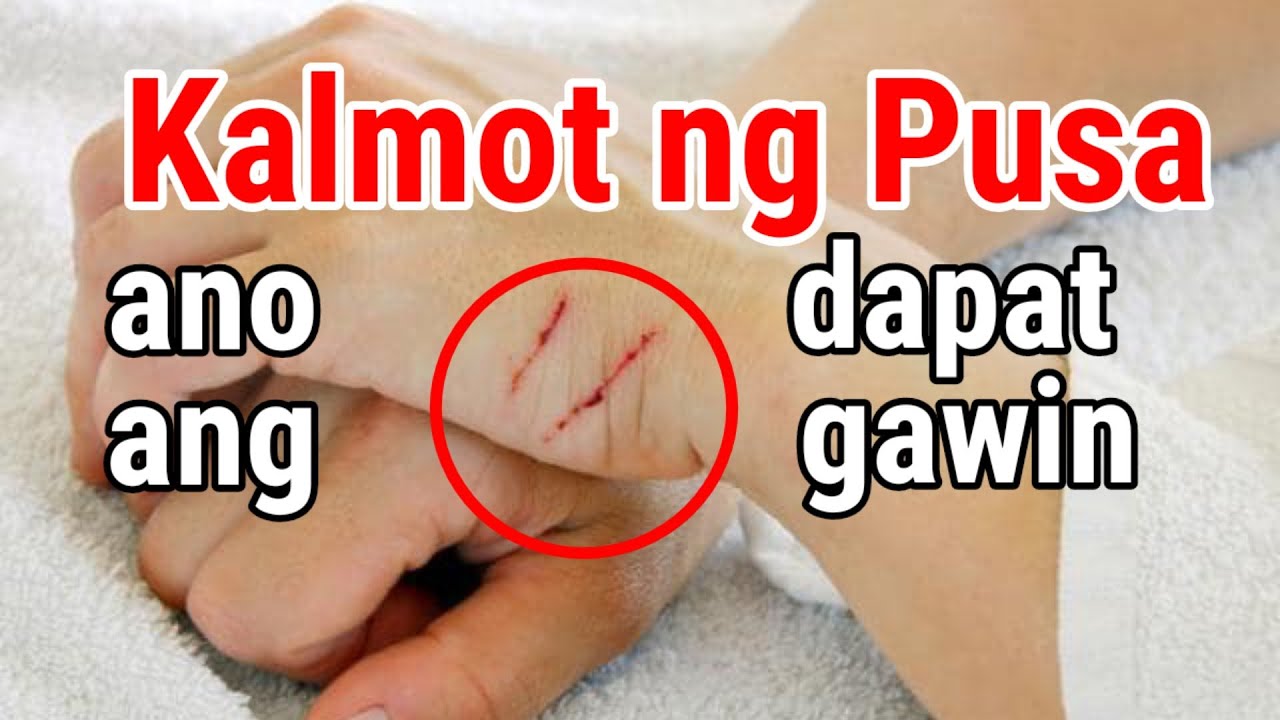 Pag Nakagat Ng Pusa - vrogue.co Pag Nakagat Ng Pusa - vrogue.co