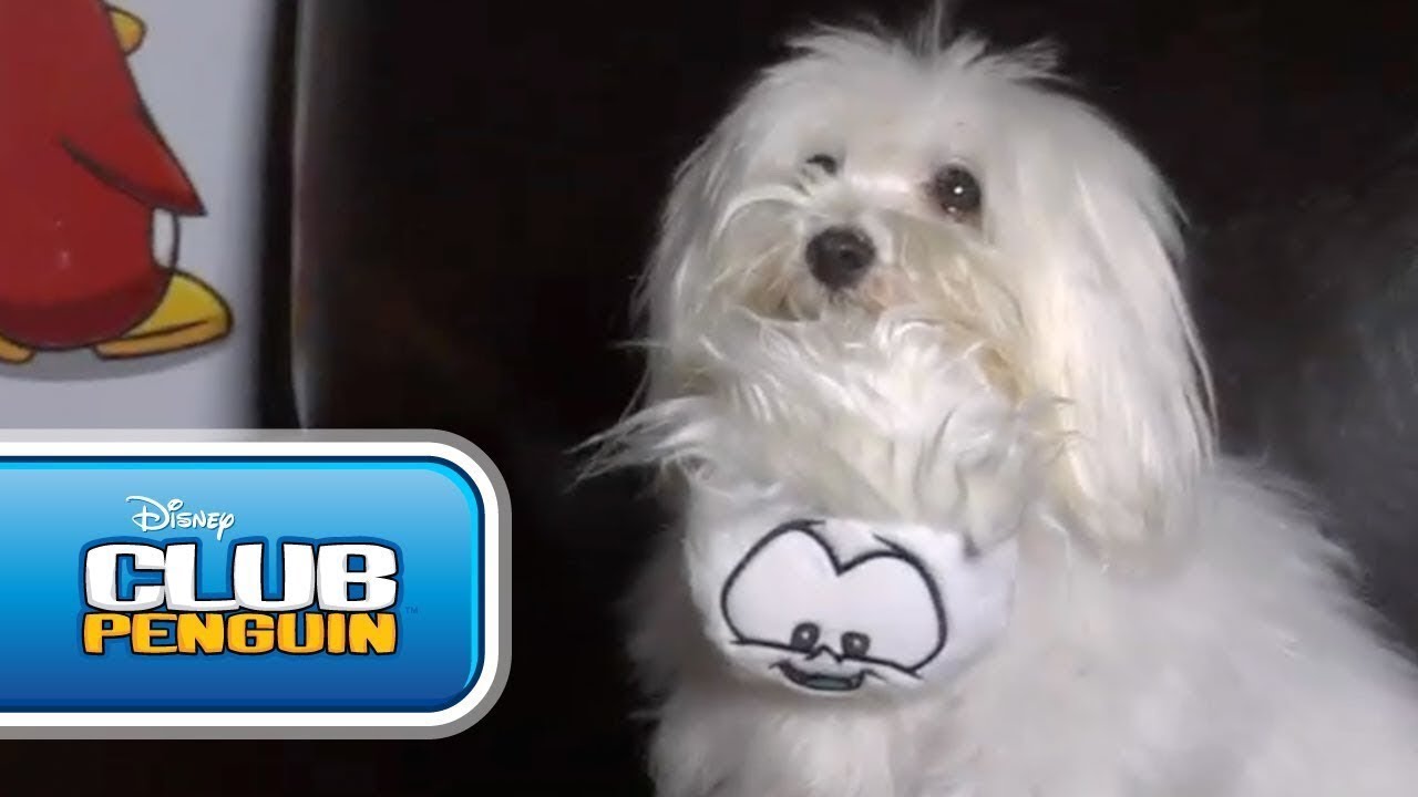 Club Penguin: Disney Channel Interviews a Puffle Artist! - YouTube