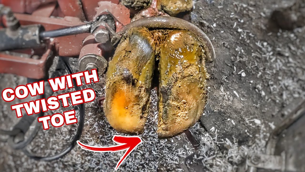 TWISTED TOE COW with CROOKED LEGS and BENT BONES!! Can We Help HER ...