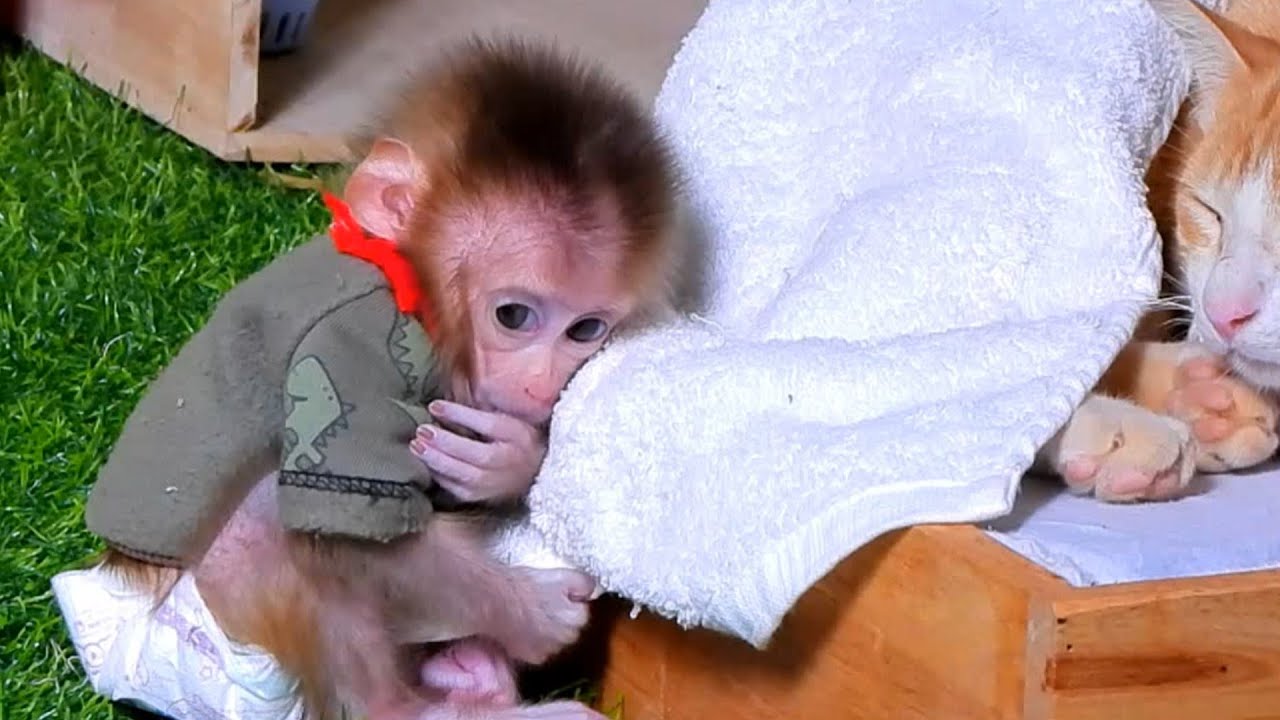 Little Baby Monkey Jully Screaming Finding mother - YouTube