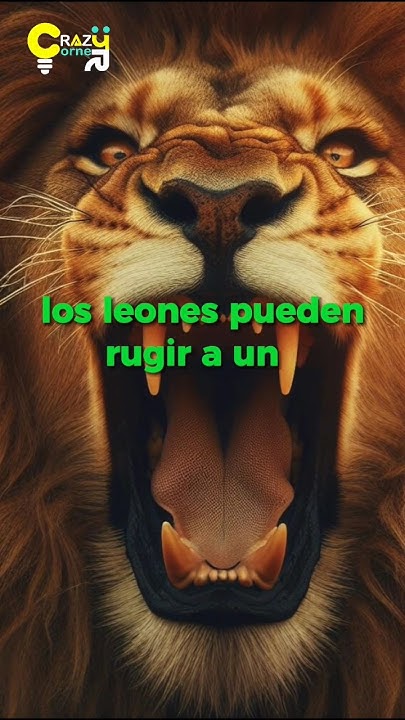 El poder del rugido de un León 🦁 #crazycorner #datoscuriosos #leon #naturaleza - YouTube