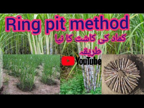 ring pit method of sugarcane.latest video of ring pit methodگنےکو اس ...