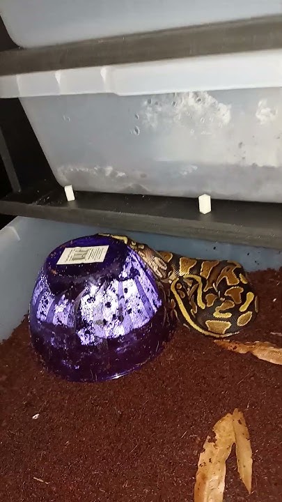 banana krumble my ball python - YouTube